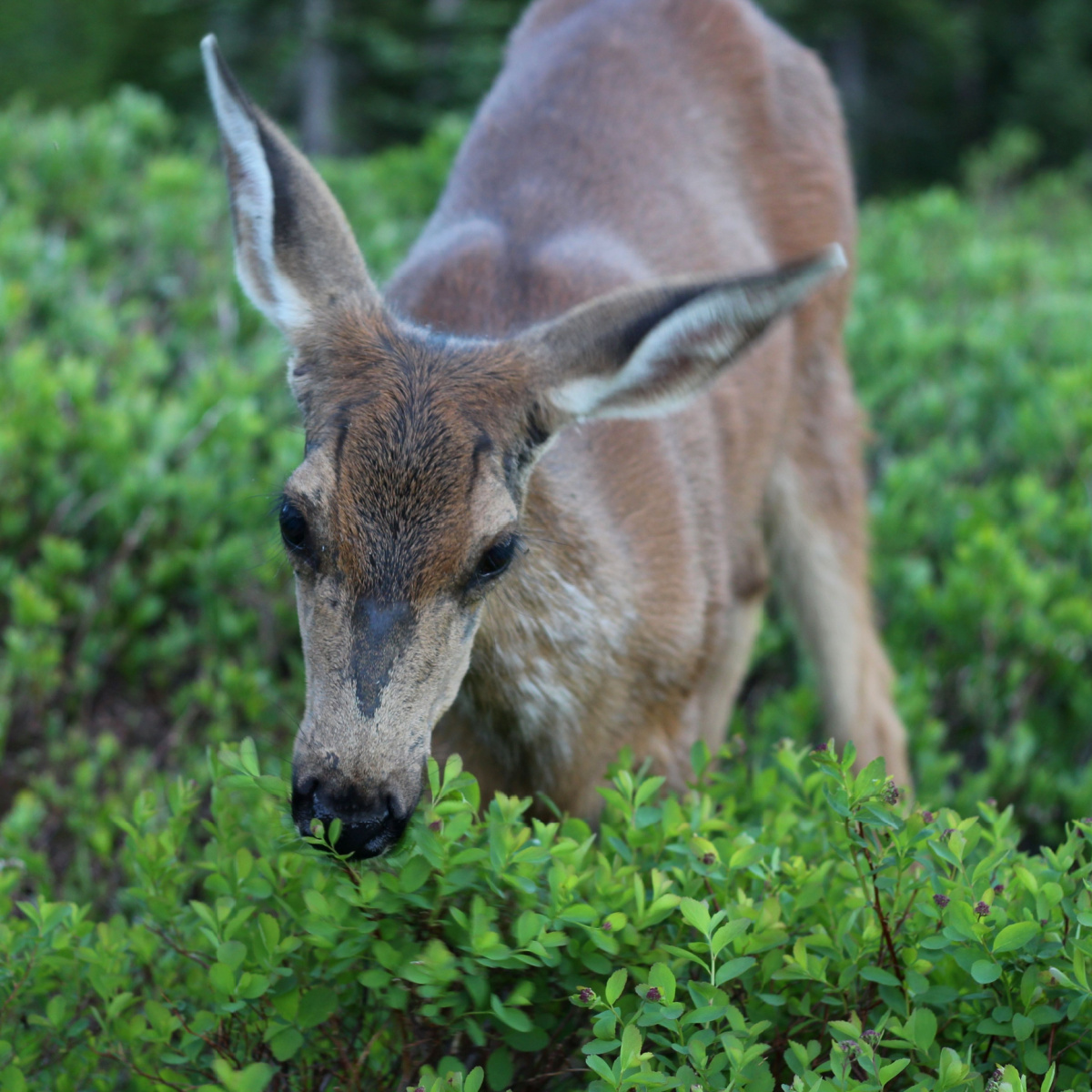 The Best Deer Resistant Bushes - 5 Bushes Deer Will Leave Alone!
