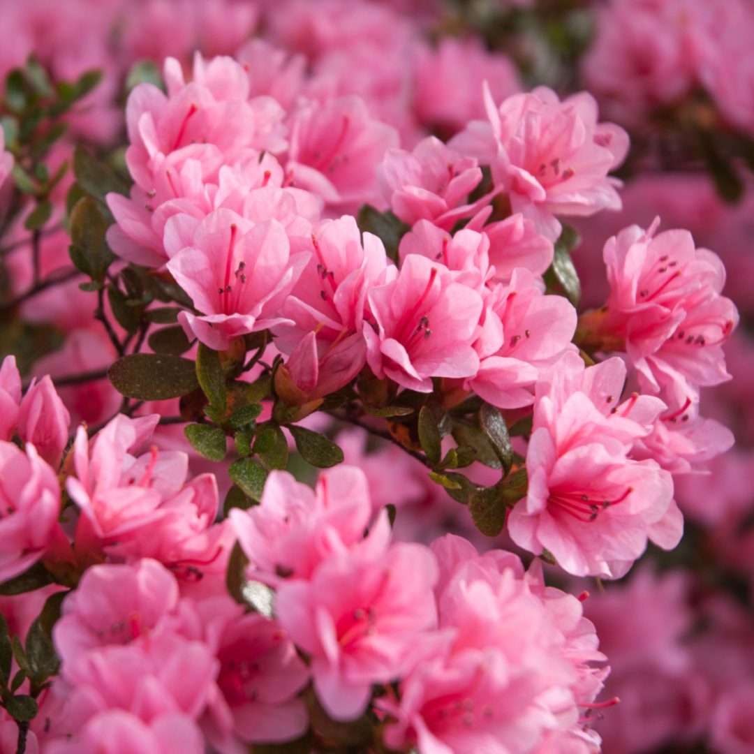 How To Fertilize Azaleas In Late Winter For Big Spring Blooms!
