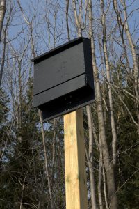 How To Attract Bats With Bat Houses - Control Insects Naturally!