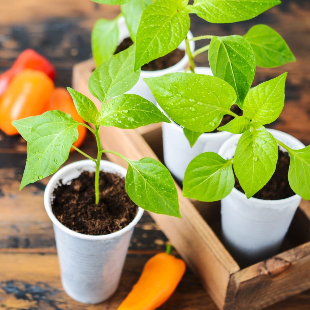 How To Start Pepper Plants Indoors From Seed - 5 Simple Tips!