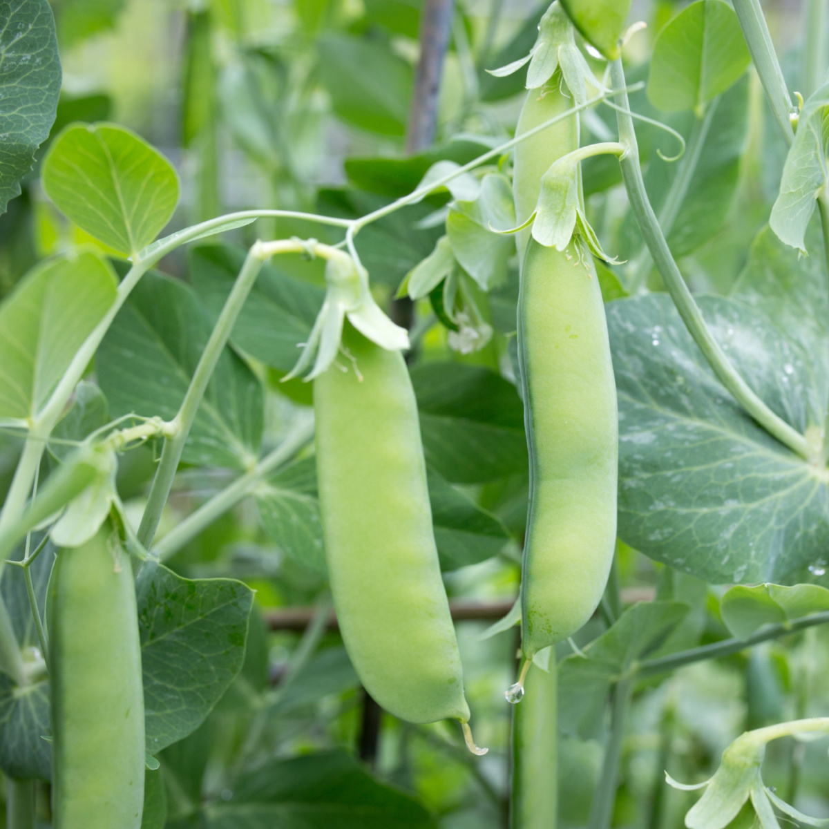 How To Plant Sugar Snap Peas - And Why To Plant In Early Spring!