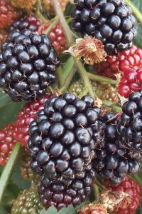 How To Grow Thornless Blackberries - Harvest Berries With Ease!