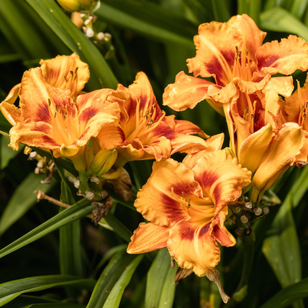 How To Fertilize Daylilies In Early Spring - Get More Blooms!