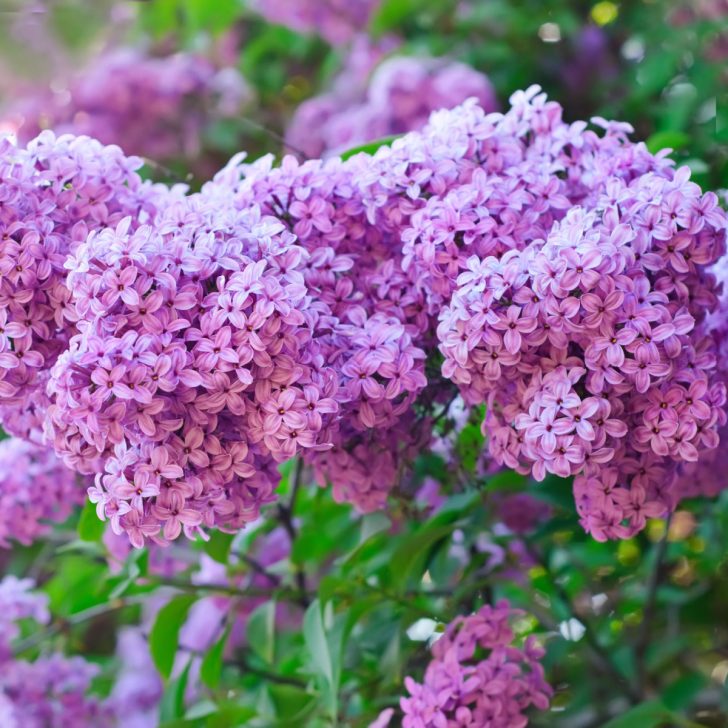 How To Fertilize Lilac Bushes For Blooms - And Why To Do It Early!