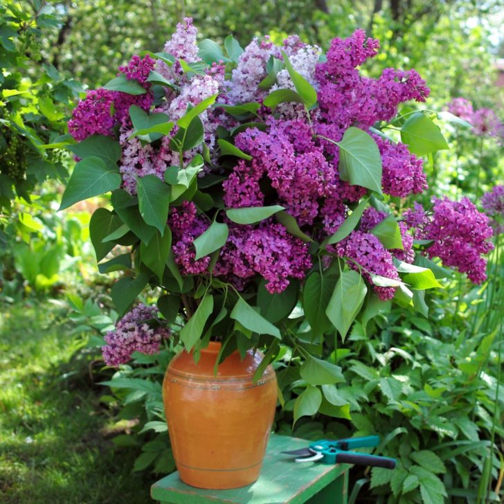 How To Fertilize Lilac Bushes For Blooms - And Why To Do It Early!