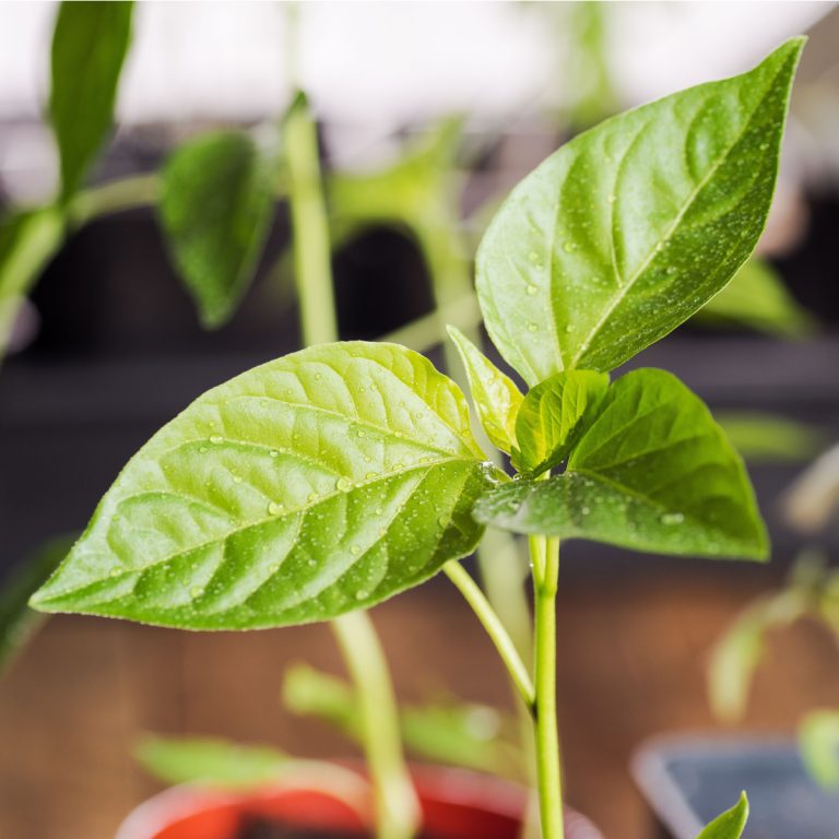 How To Start Pepper Plants Indoors From Seed - 5 Simple Tips!
