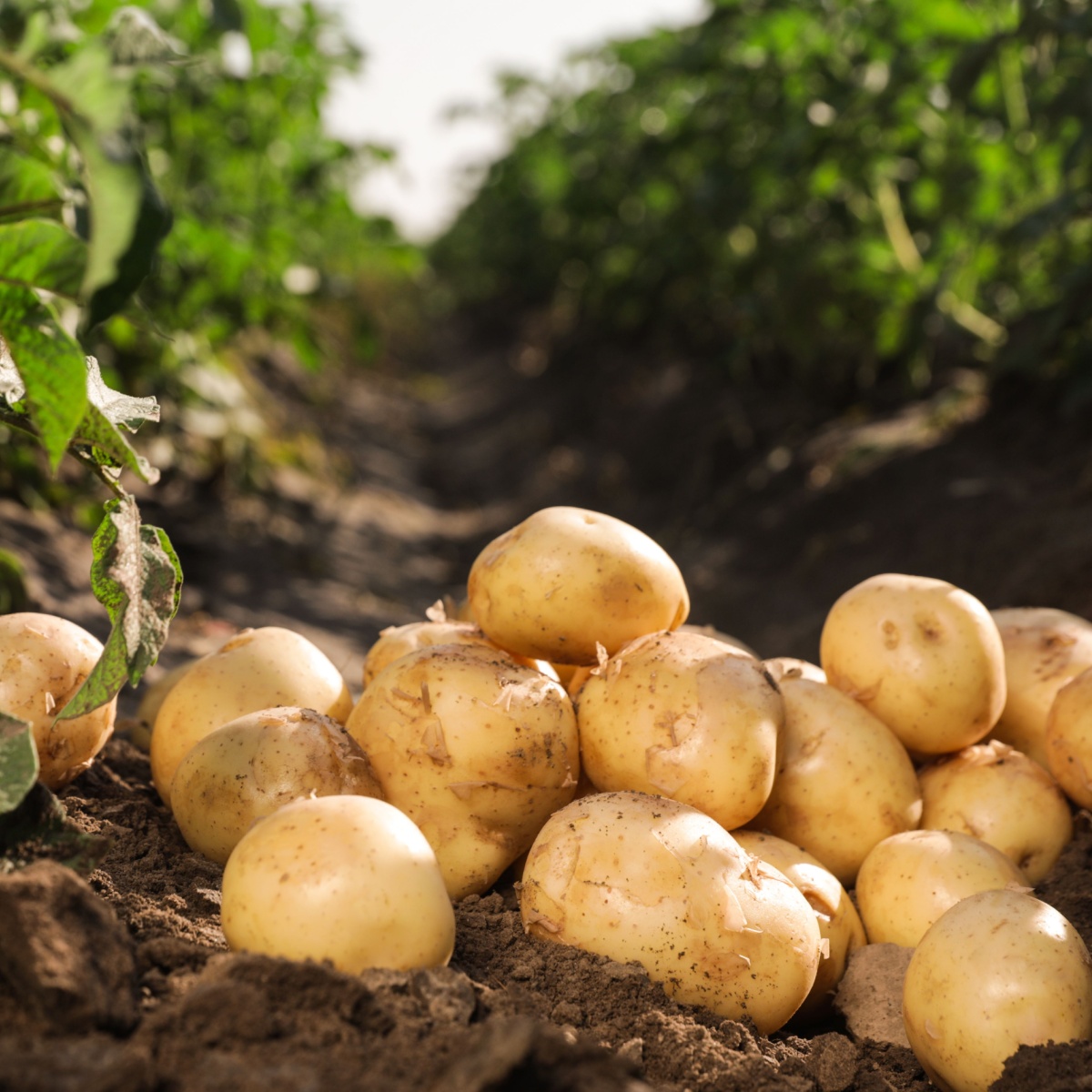 How To Plant Potatoes - 4 Simple Secrets To Growing Potatoes!