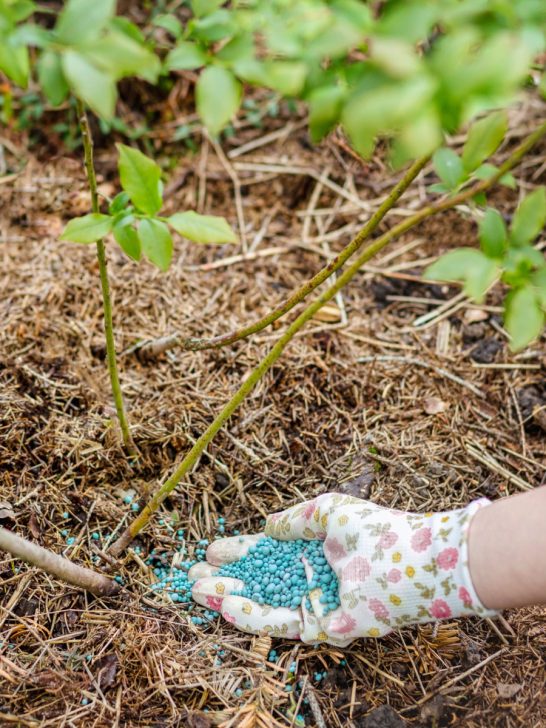 How To Fertilize Clematis In Spring - The Secret To Big Blooms!