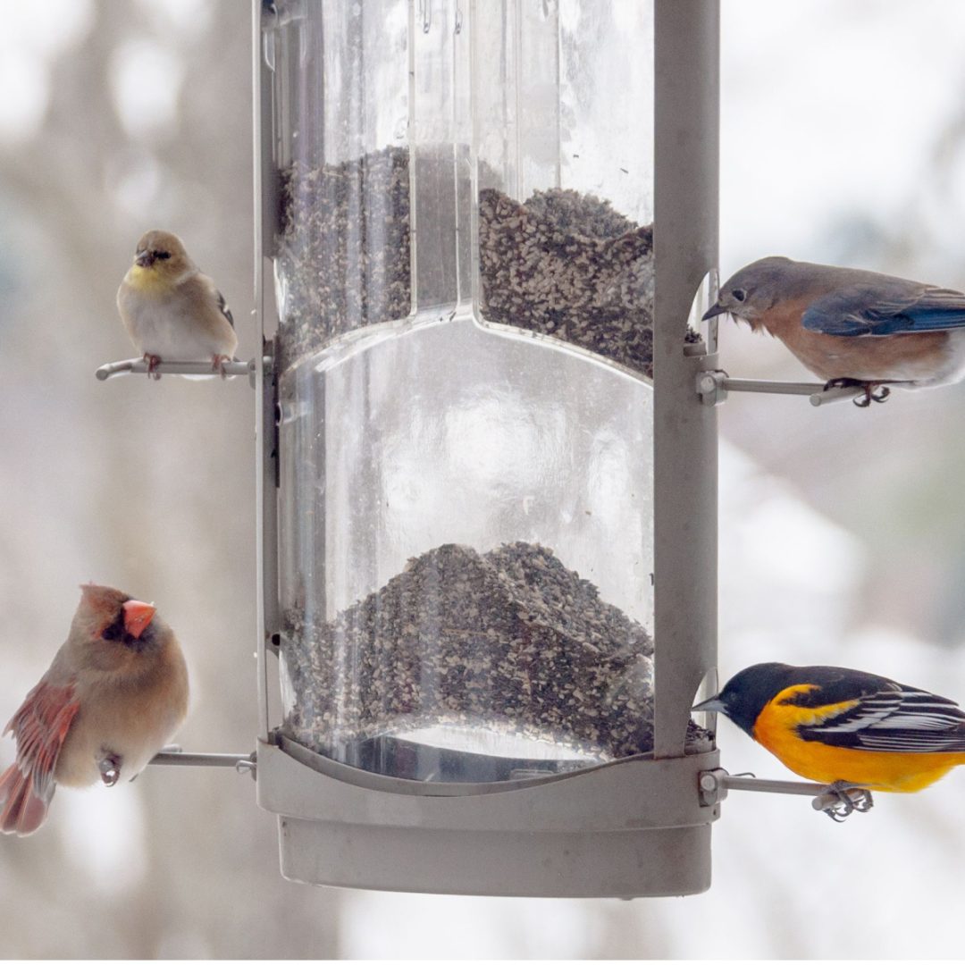 The Best Foods To Feed Birds In The Spring - Get Birds To Stay!