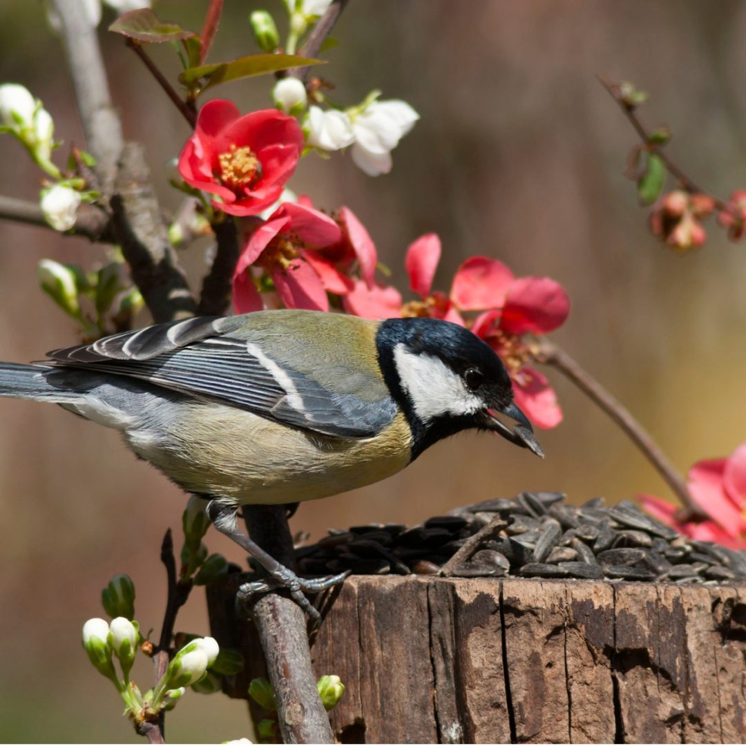 The Best Foods To Feed Birds In The Spring - Get Birds To Stay!