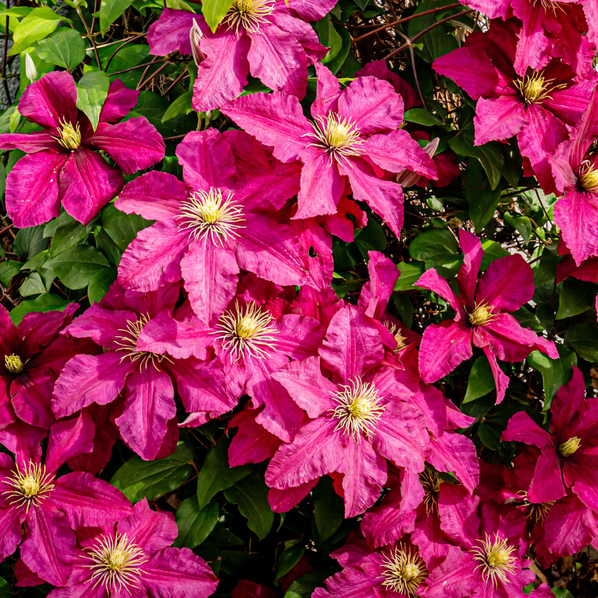 How To Fertilize Clematis In Spring - The Secret To Big Blooms!