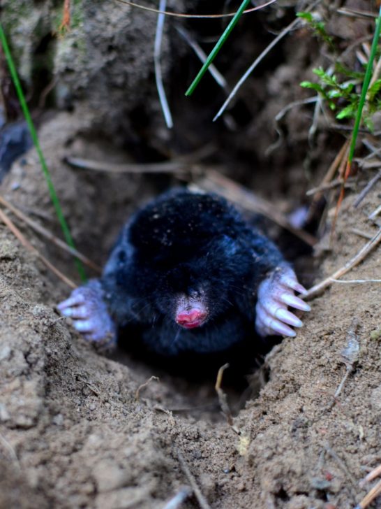 Ground Moles Archives - Simple Garden Life