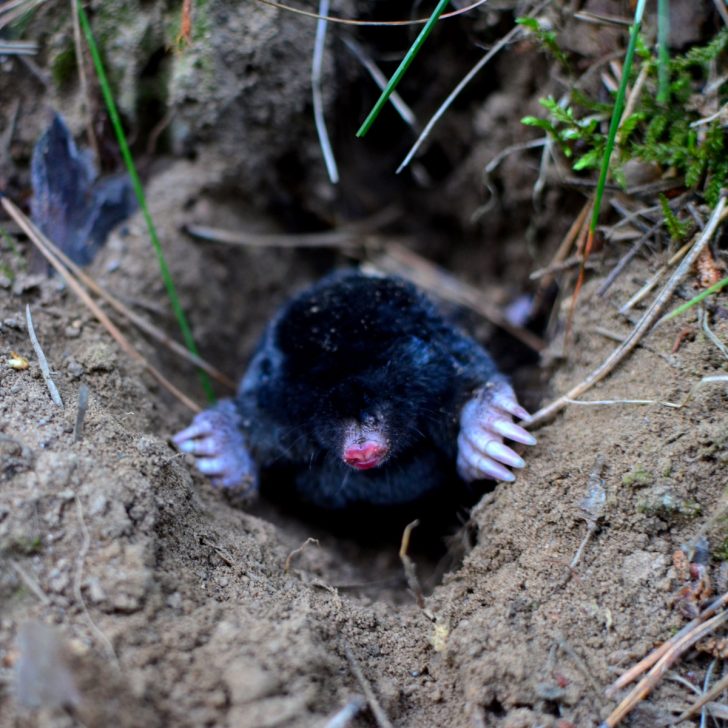 How To Eliminate Ground Moles For Good This Spring - Naturally!
