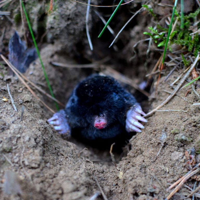 How To Eliminate Ground Moles For Good This Spring - Naturally!