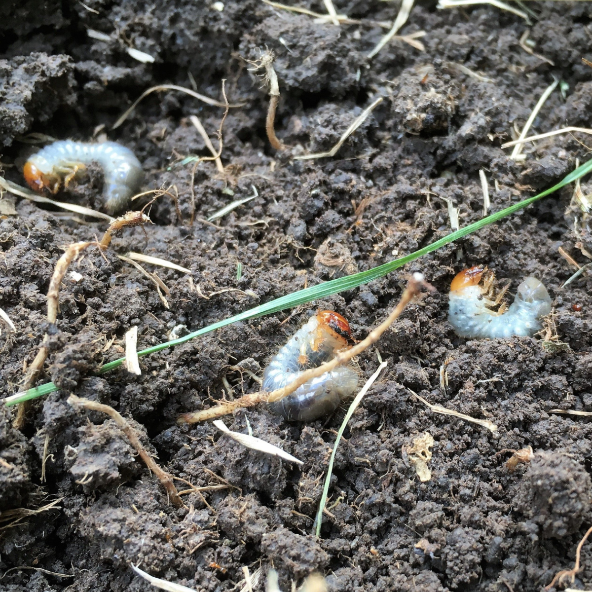 How To Eliminate Ground Moles For Good This Spring - Naturally!
