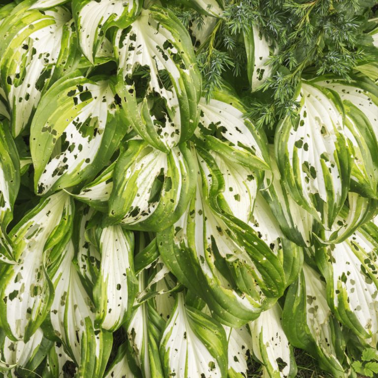 How To Keep Insects Off Hostas - 4 Tricks To Keep Hostas Safe!