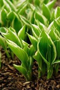How To Keep Insects Off Hostas - 4 Tricks To Keep Hostas Safe!