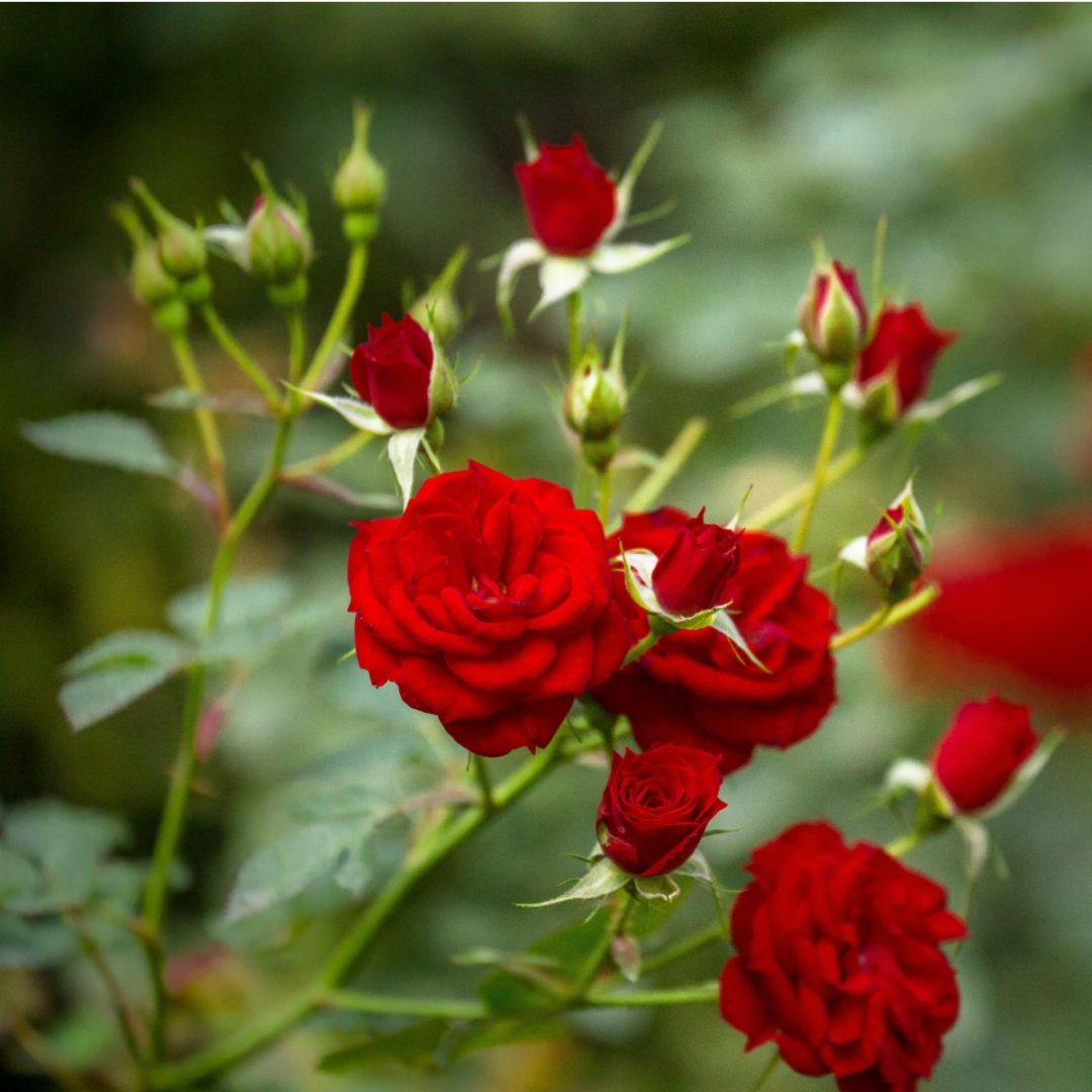 How To Fertilize Rose Bushes - The Secrets To More Blooms!