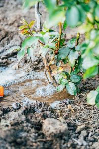 How To Fertilize Rose Bushes - The Secrets To More Blooms!