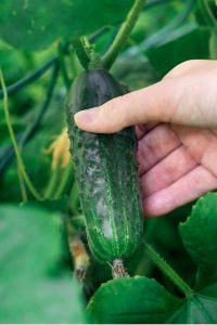 How To Fertilize Cucumbers - The Secret To A Bigger Harvest!