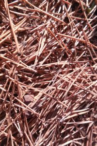 The Best Way To Use Pine Needles - In Flowerbeds & The Garden!