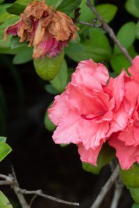 What To Do With Azaleas After They Bloom - 4 Secrets To Success
