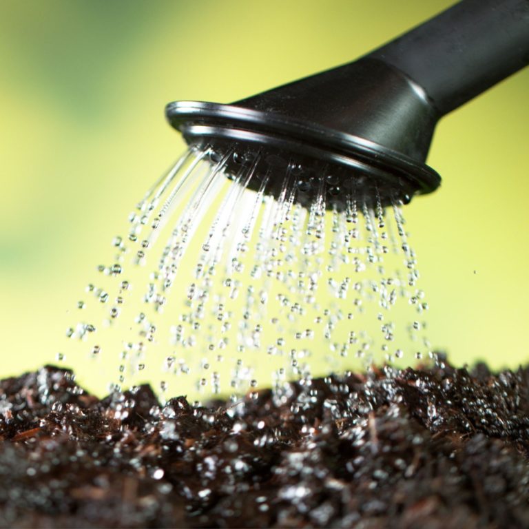 How To Make Compost Tea Fertilizer - Power Your Plants Naturally!