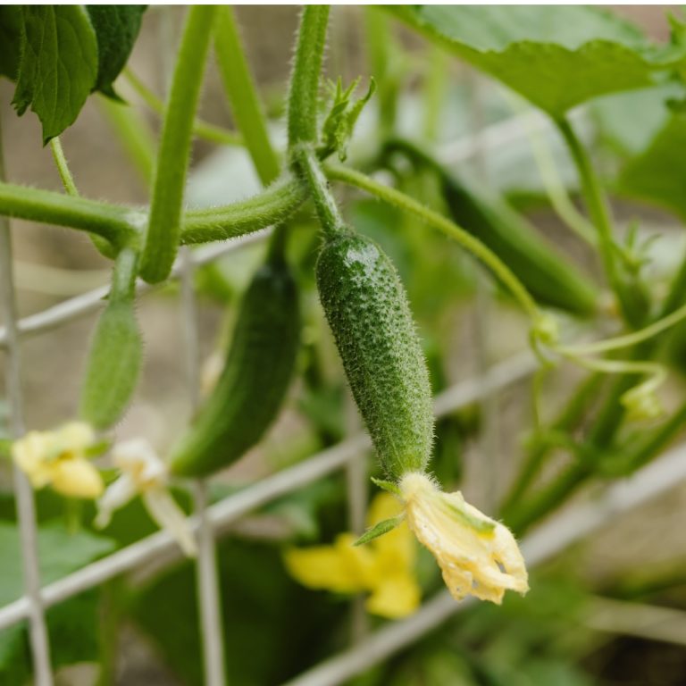 How To Trellis Cucumbers - 6 Ways To Support Cucumber Plants!