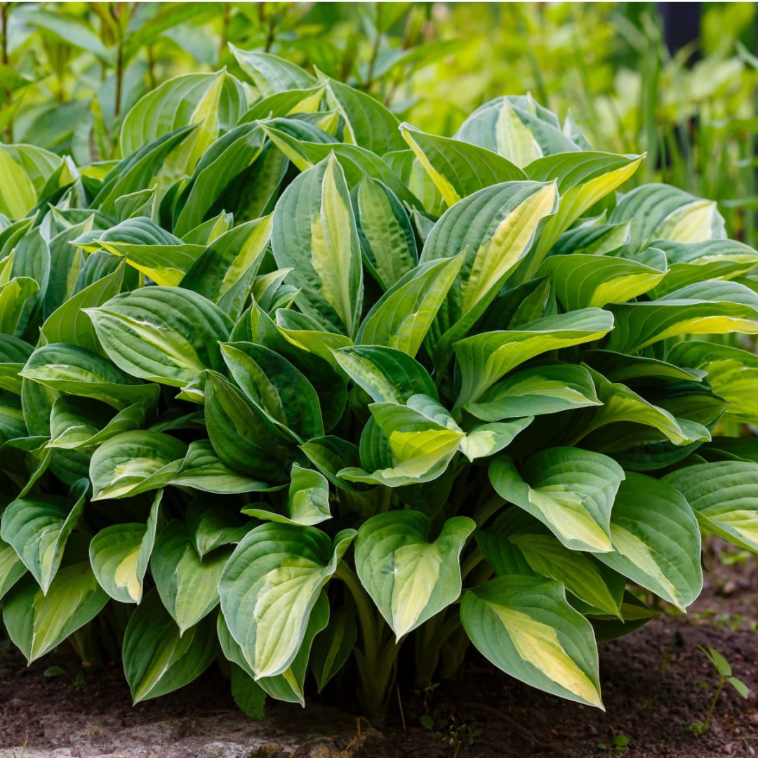How To Fertilize Hostas - Keep Hostas Healthy All Summer Long!