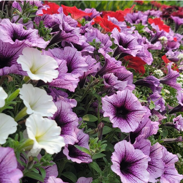 How To Fertilize Petunias - The Secret To Keep Petunias Blooming!