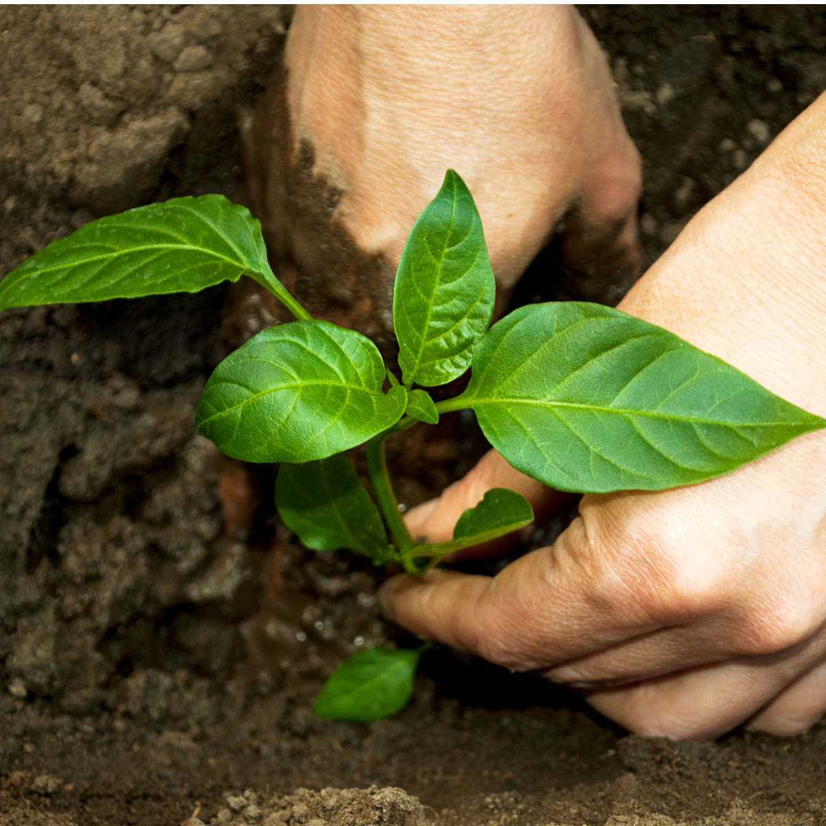 How To Plant Peppers! 4 Planting Secrets To Get Peppers Growing