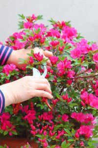 What To Do With Azaleas After They Bloom - 4 Secrets To Success