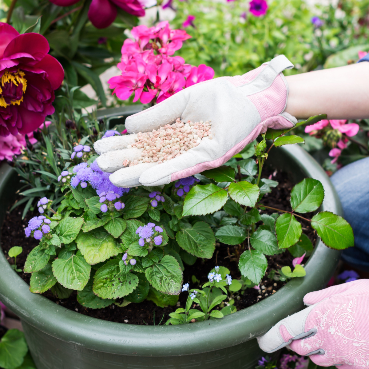 2 Must Have Fertilizers For Flower Pots, Baskets & Containers!
