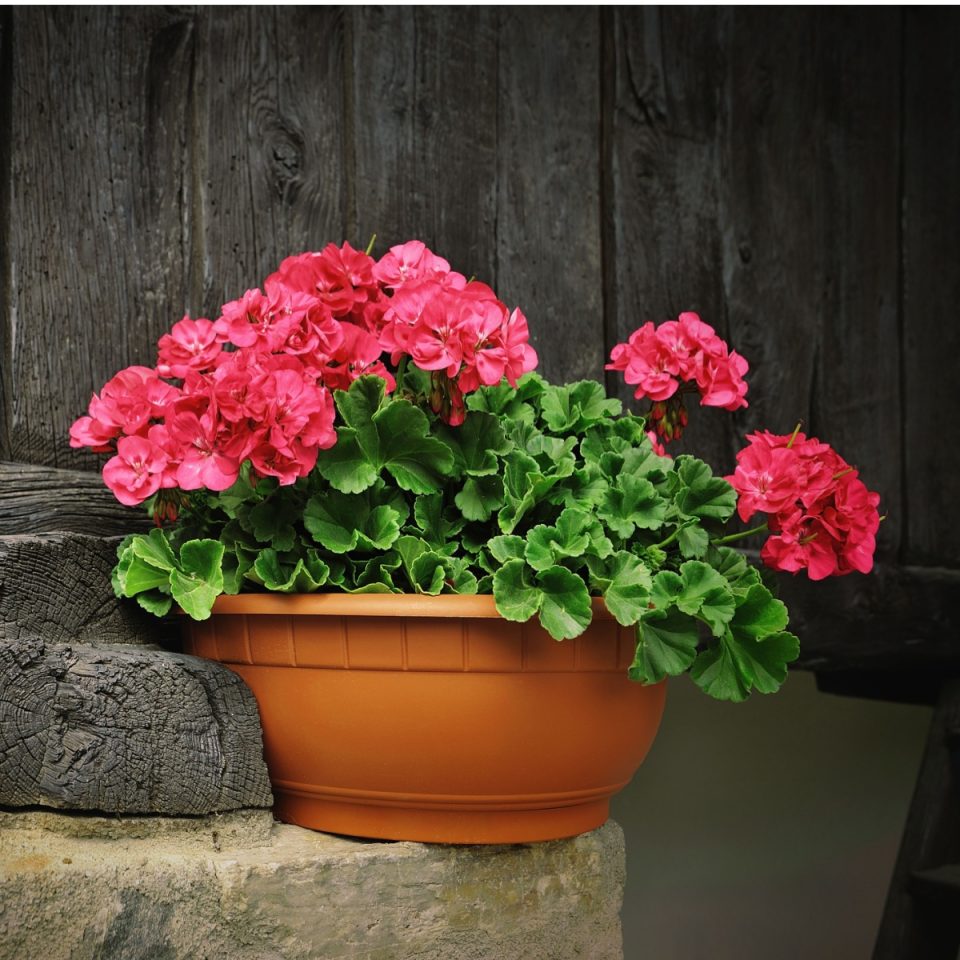 The Best Way To Fertilize Geraniums - Keep Geraniums Blooming!