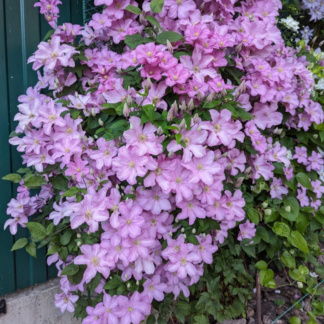 What To Do With Clematis After It Blooms - Keep Clematis Healthy!