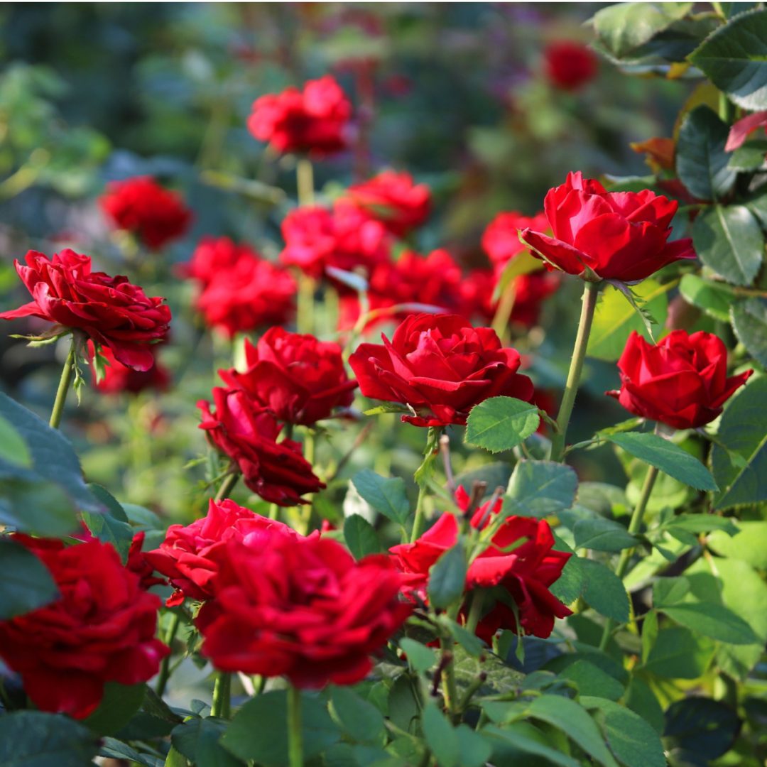 How To Deadhead & Fertilize Rose Bushes - Keep Roses Blooming