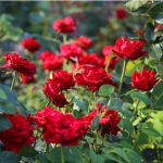 How To Deadhead & Fertilize Rose Bushes - Keep Roses Blooming