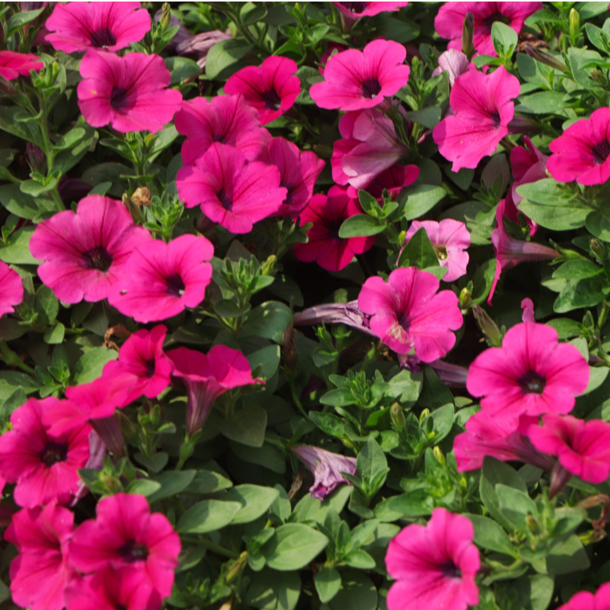 The Best Way To Deadhead Petunias - Get Petunias To Bloom Big!