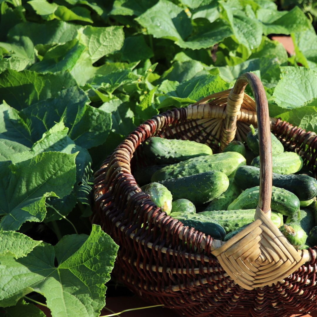 How To Fertilize Cucumber Plants In Summer For A Big Harvest