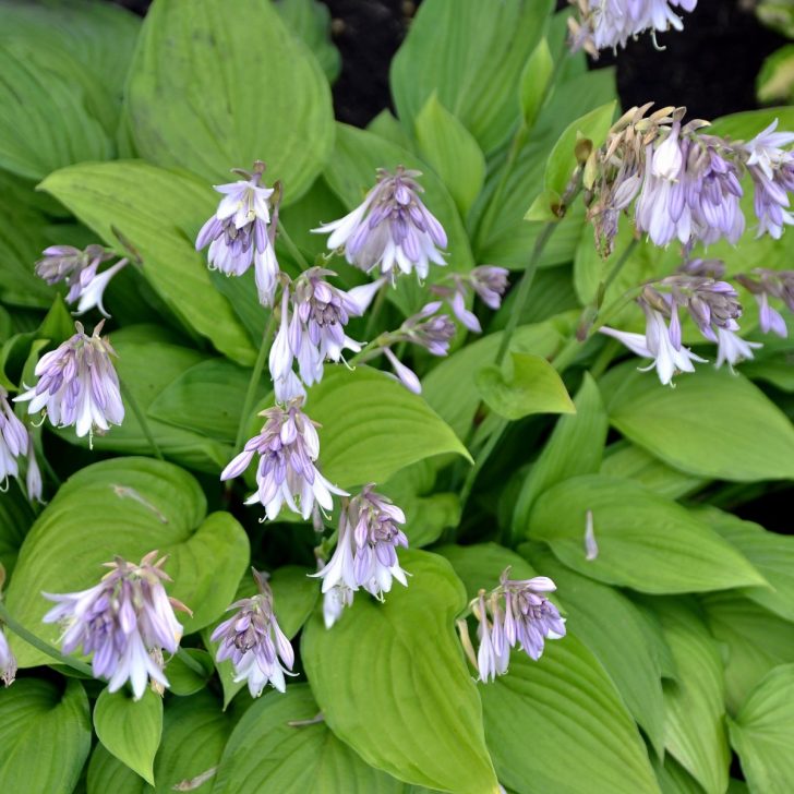 What To Do With Hostas After They Bloom
