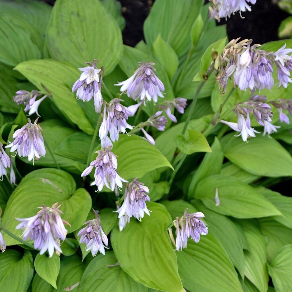 What To Do With Hostas After They Bloom