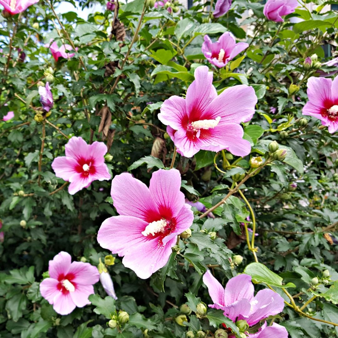 What To Do With Rose Of Sharon After It Blooms - 3 Key Tips!