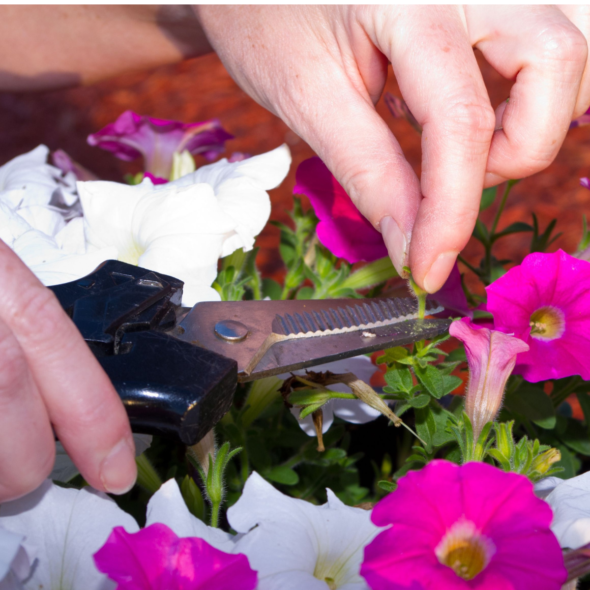How To Deadhead Annual Flowers - The Secret To More Blooms!