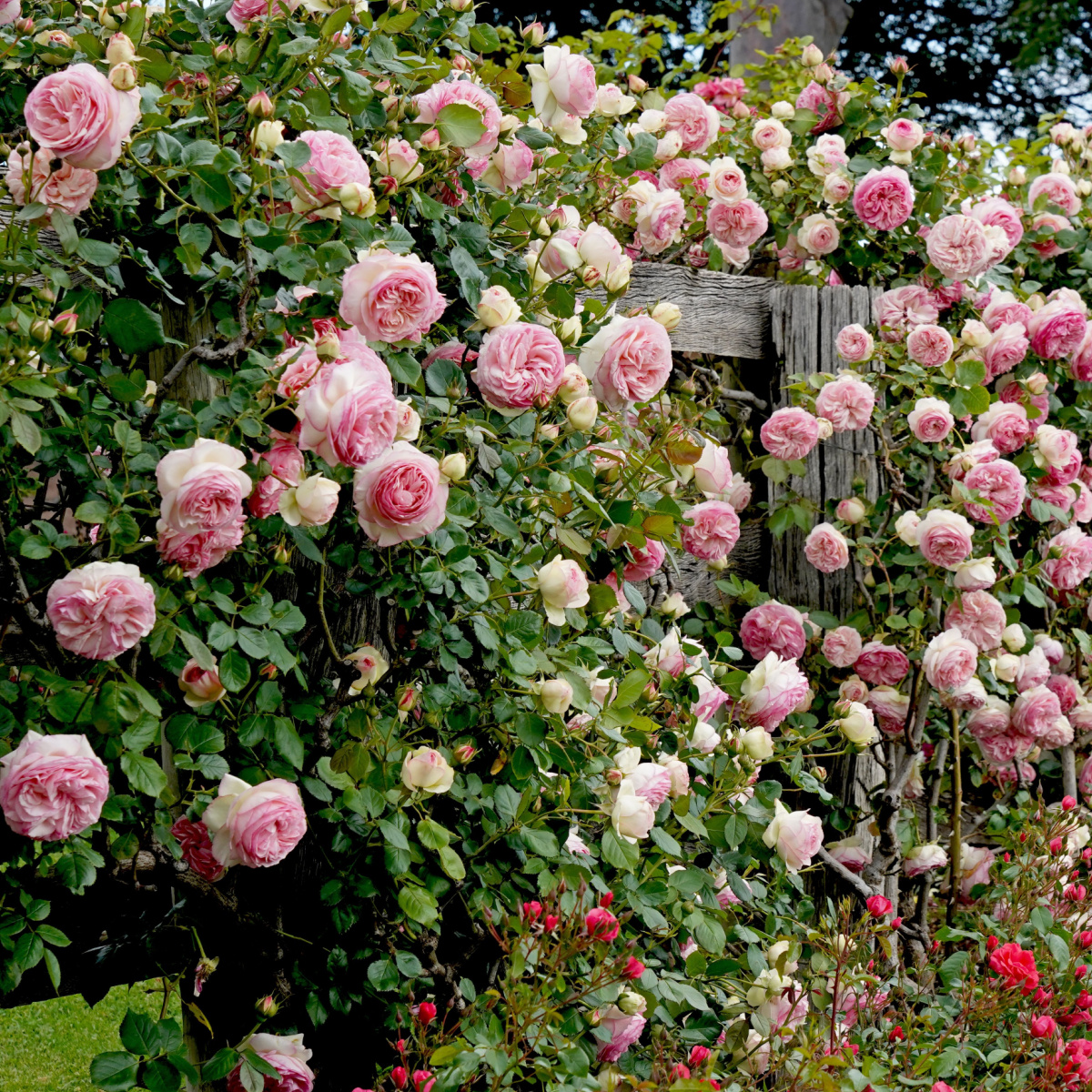 How To Fertilize Climbing Roses - And Keep Them Blooming Big!