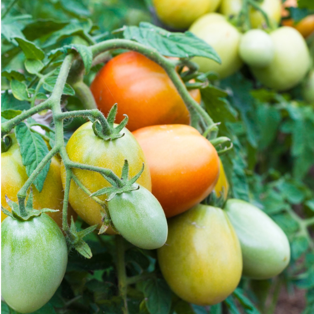 The Best Way To Ripen Tomatoes - Get Tomatoes To Ripen Faster!
