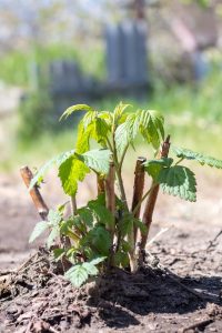 What To Do With Blackberry & Raspberry Plants In The Fall