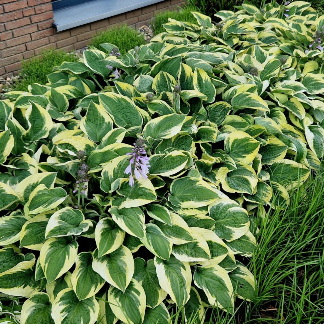 How To Divide Overgrown Hostas In The Summer