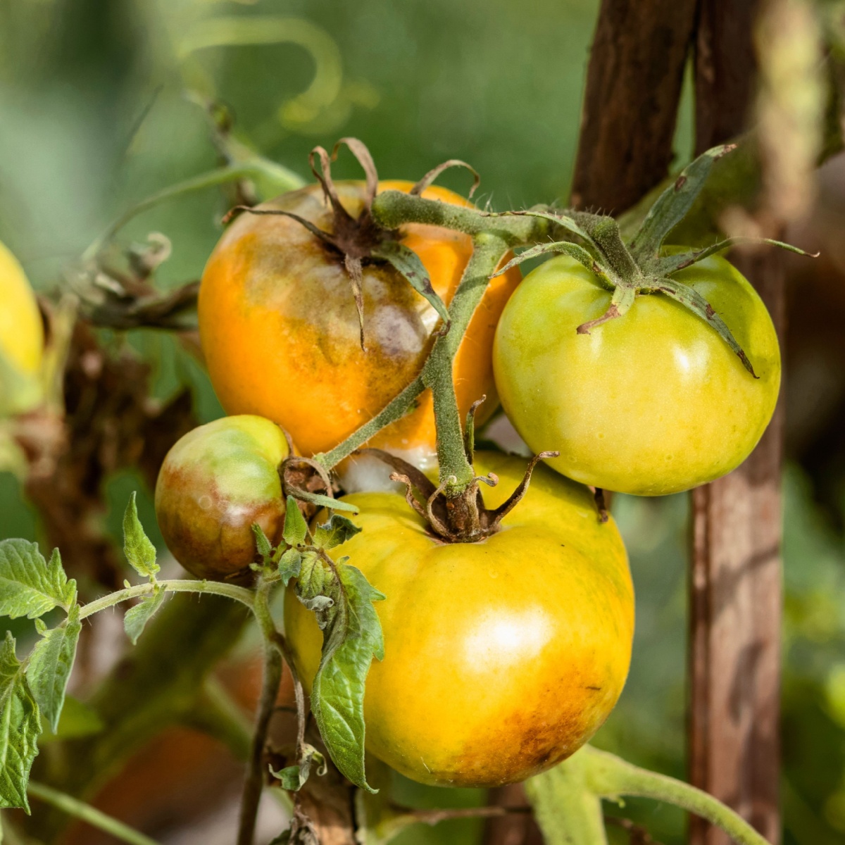 What To Do If Your Tomato Plants Get Blight - And Why To Act Fast