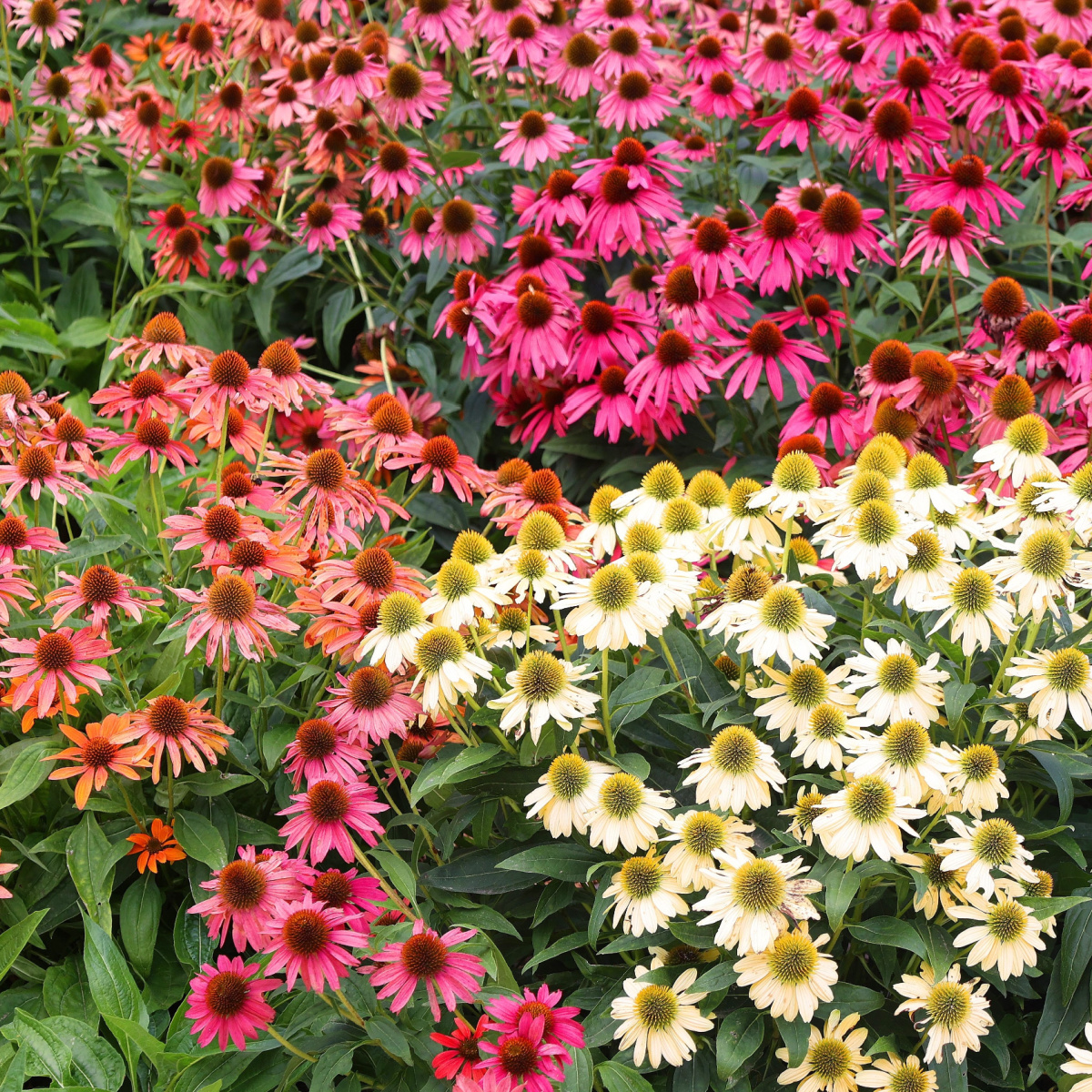 The Best Deer Resistant Perennials - 7 Plants Deer Leave Alone!