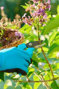 What To Do With Lilac Bushes In The Fall - And What Not To!